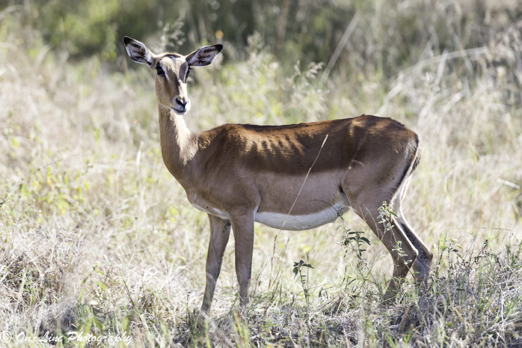 On-Line Photography Safari Tours – JOIN OUR NEXT SAFARI- This is a Trip ...